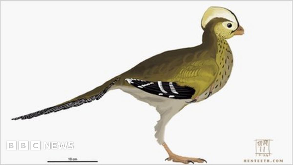 Sussex fossil collector finds 'smallest' dinosaur - BBC News