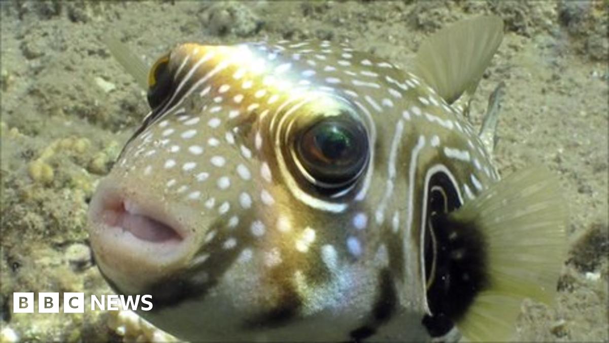 World's oceans in 'shocking' decline - BBC News