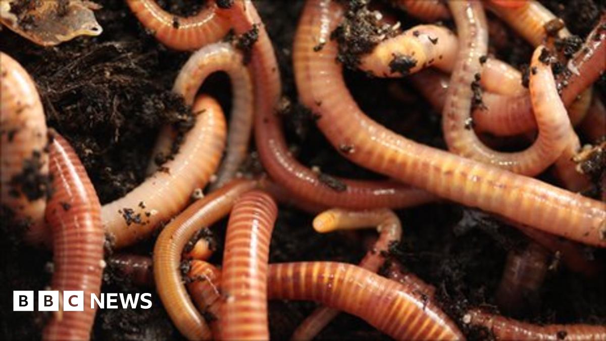 Woodhall Spa hosts third annual worm charming event - BBC News
