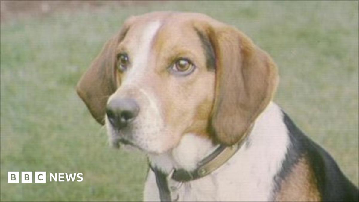 Protest over Yorkshire beagle breeding expansion plans - BBC News