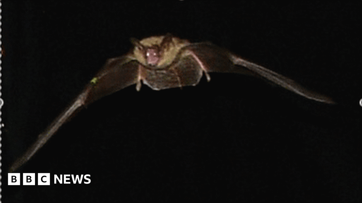 Bats' hairs are 'airspeed sensor' - BBC News