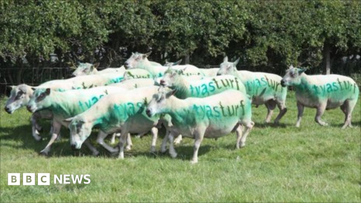 North Yorkshire farmer sprays sheep with adverts - BBC News