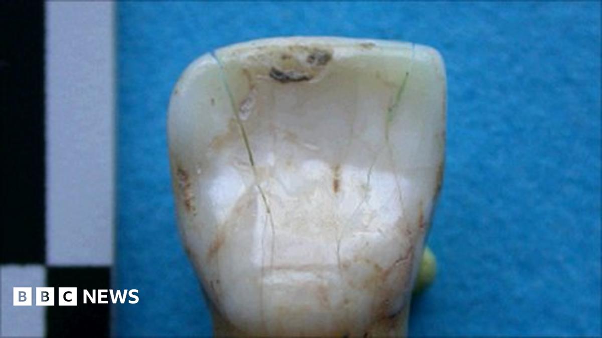 Early human fossils unearthed in Ukraine - BBC News