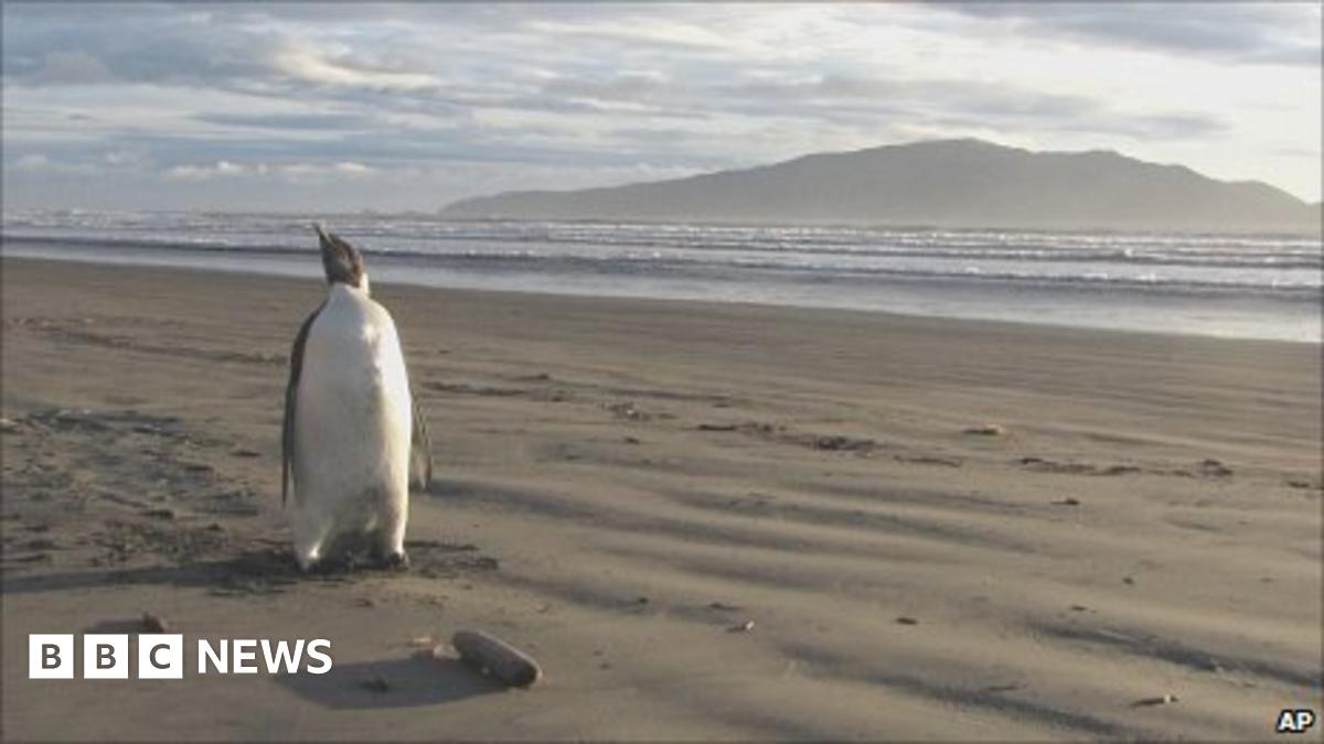 New Zealand: Poorly Emperor penguin moved to zoo - BBC News