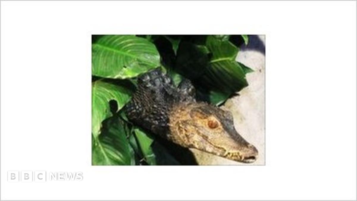 New arrivals for mini crocodiles at Newquay attraction - BBC News