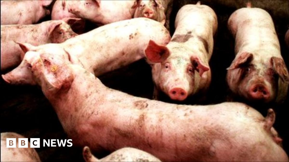 Wiltshire farmer admits illegally burying pig carcasses - BBC News