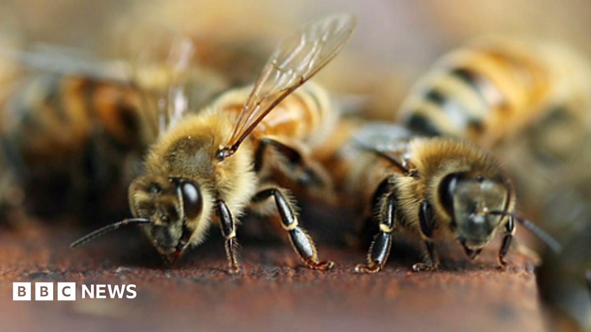 Norfolk churches use bees to create buzz about religion - BBC News
