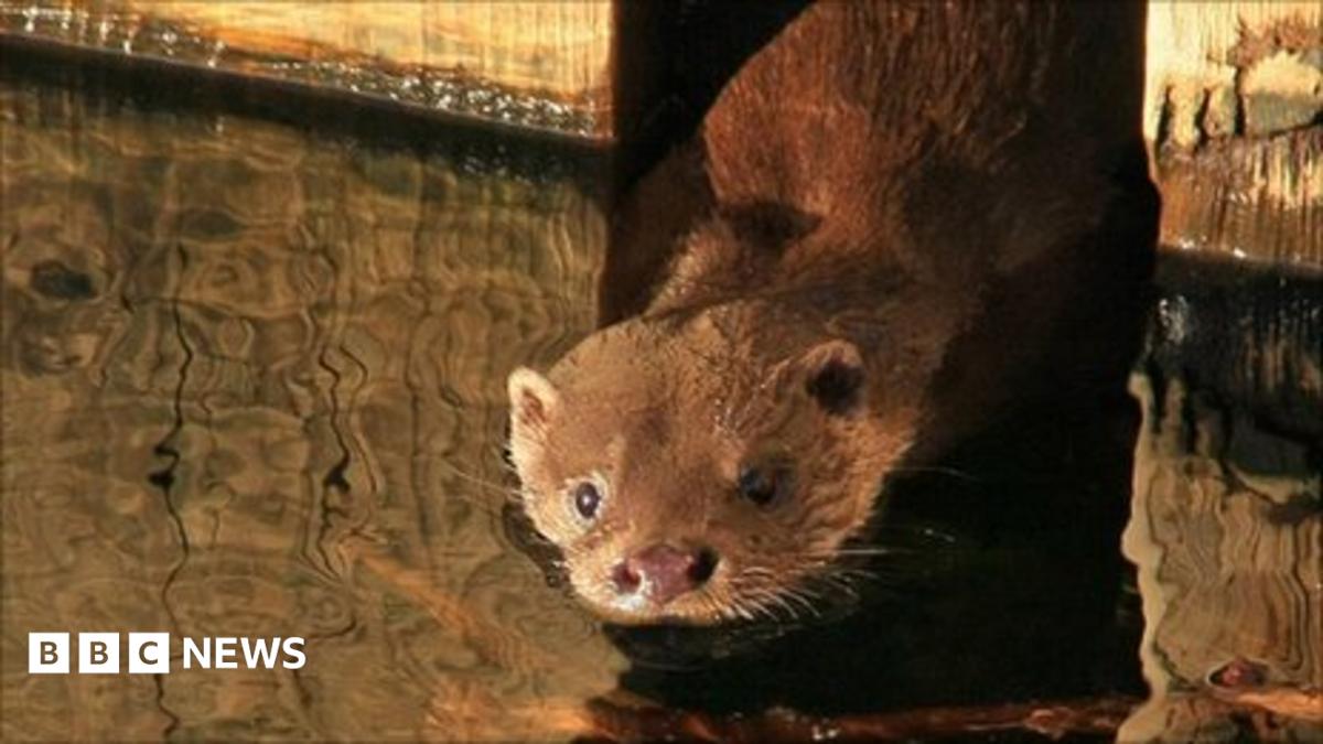 Windermere otter found dead in illegal trap - BBC News