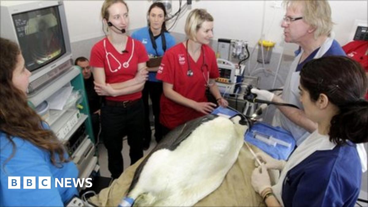 New Zealand: Emperor penguin recovering after surgery - BBC News