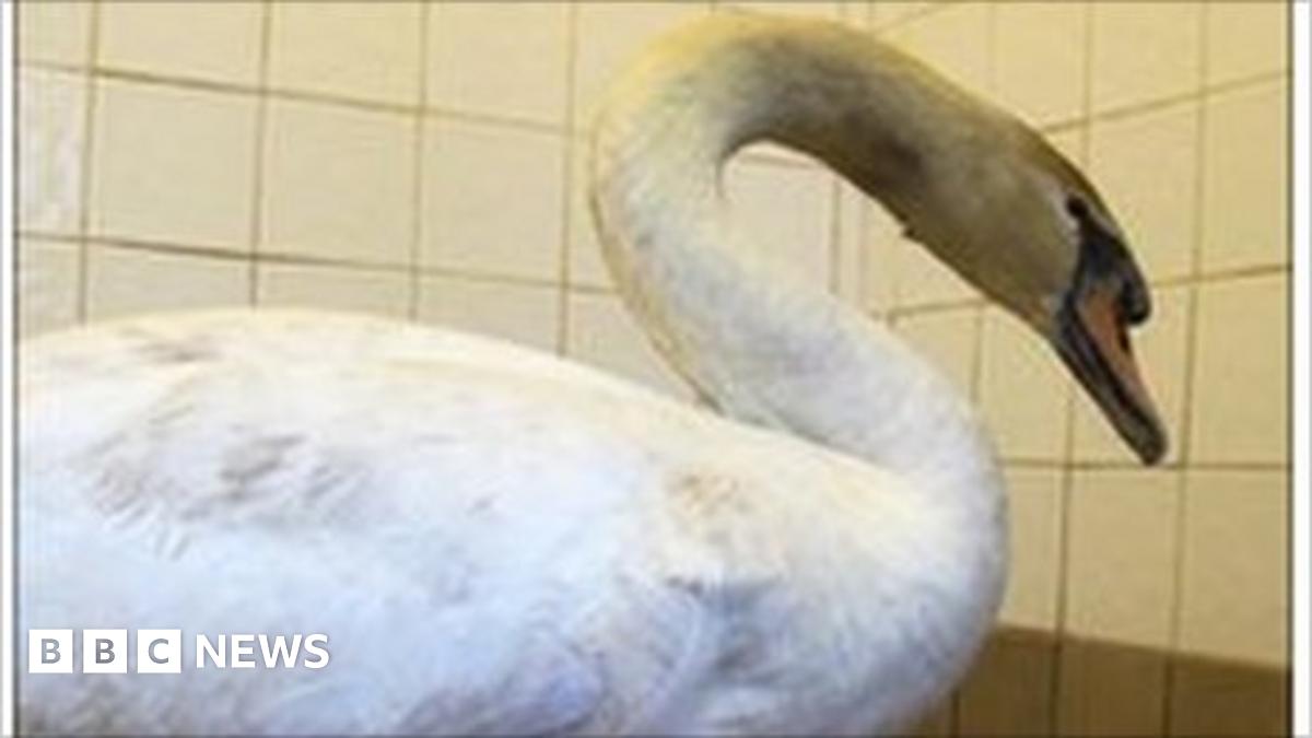 Swan decapitated in attack at park in Essex - BBC News