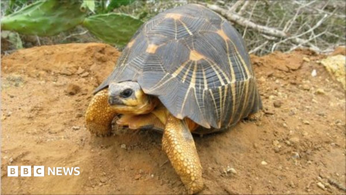 Madagascar's 'tortoise mafia' on the attack - BBC News