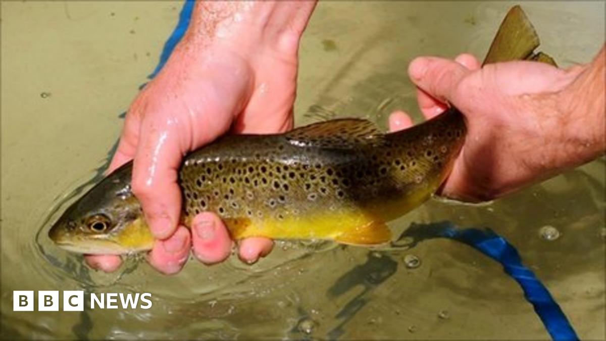 Upper River Slea dry spell leads to fish rescues - BBC News