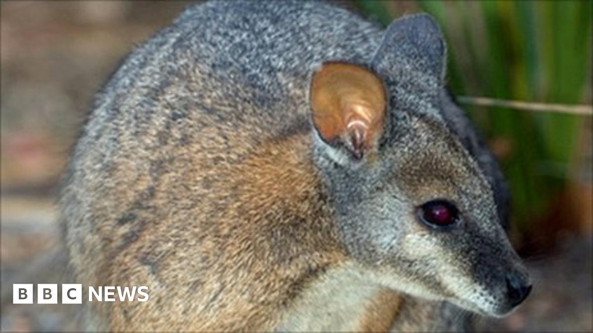 'Gas-less' kangaroo secret sniffed out - BBC News