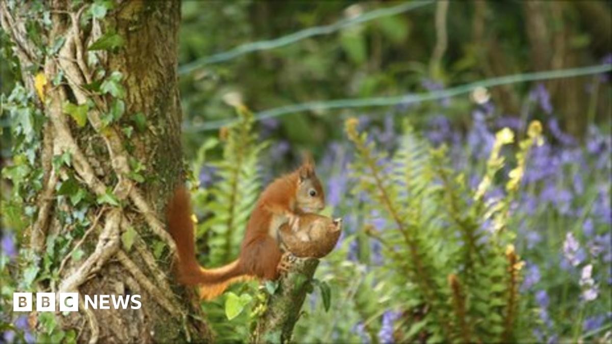 Grey squirrel culling may help reduce pox affecting red squirrels - BBC ...
