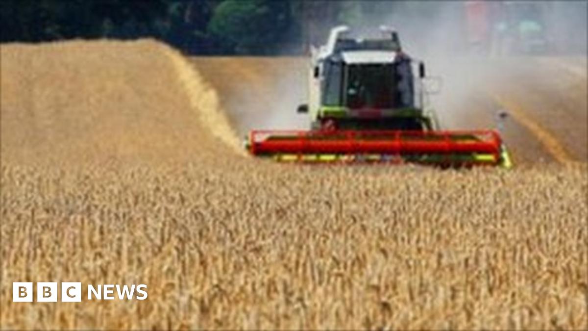 Plunge in corn prices may ease food inflation - BBC News