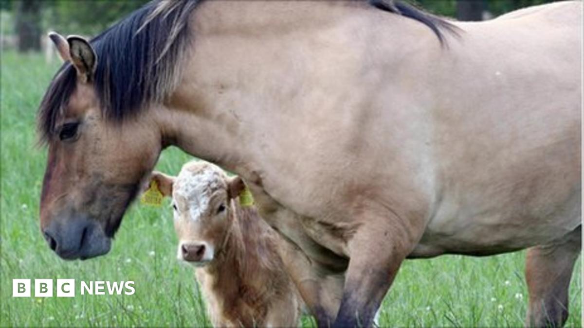 Calf sees pony as mother figure on Beauly croft - BBC News