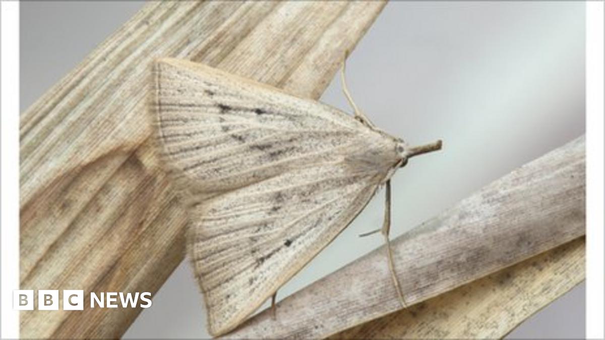 Dotted fan-foot moth seen at Surrey wildlife reserve - BBC News