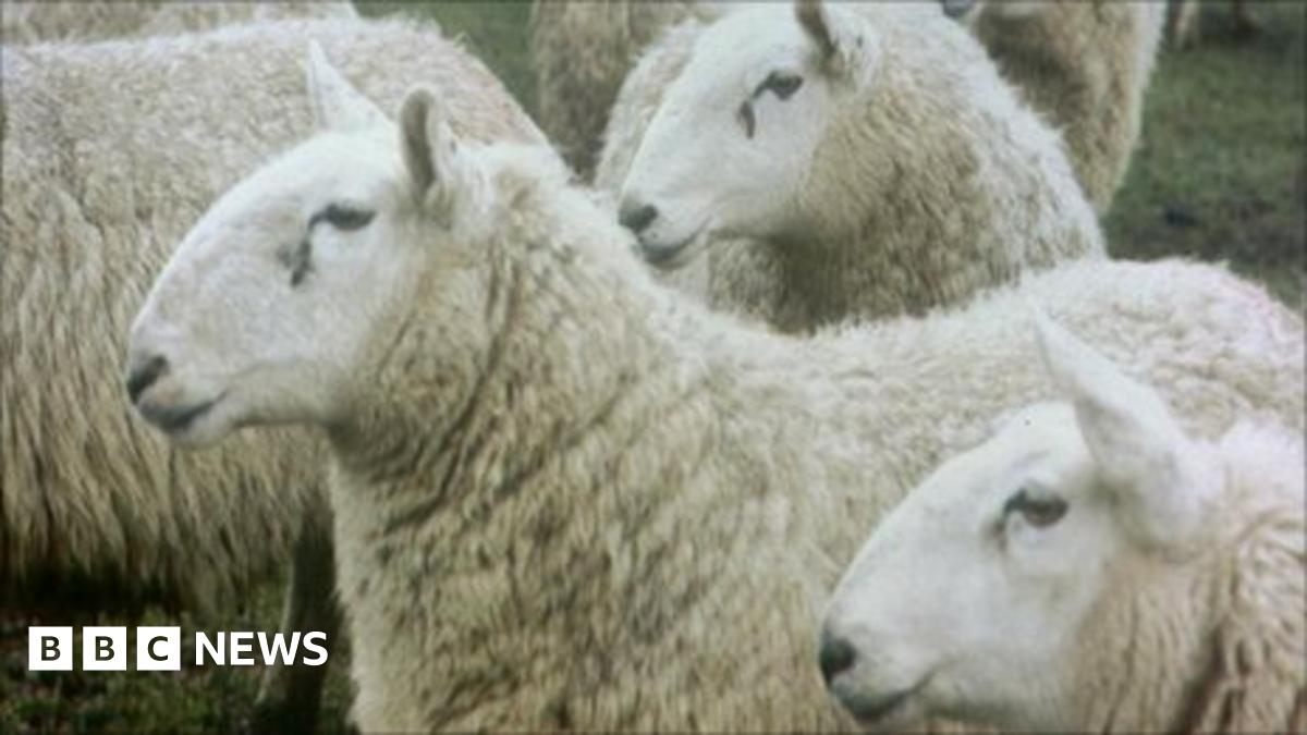 Rifle used to kill sheep on Dorset farm - BBC News
