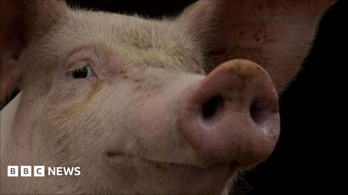 Hull pork producer Cranswick report rise in profits - BBC News