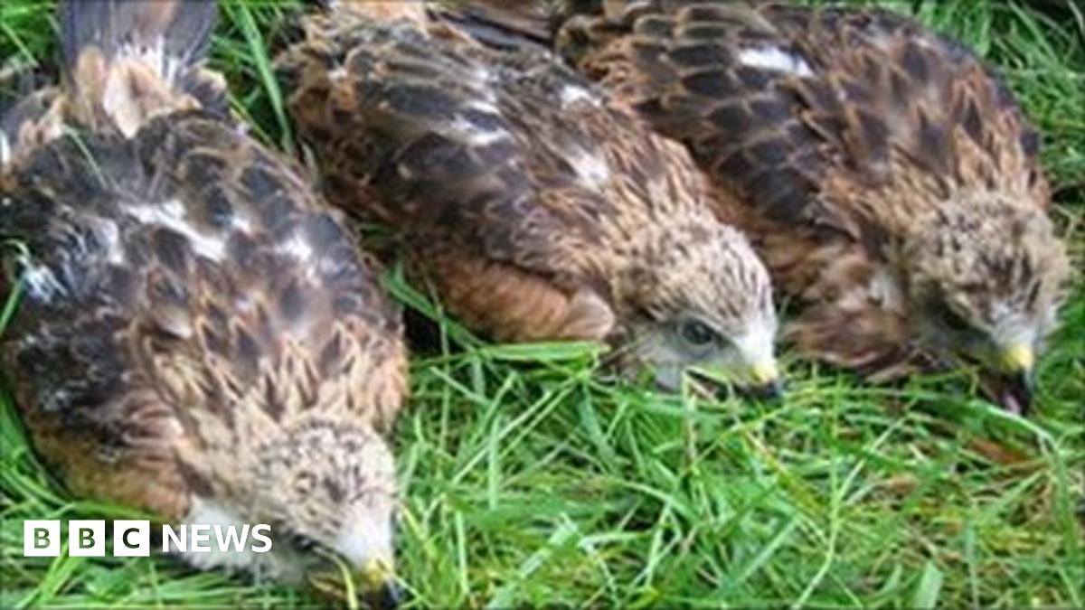 Red Kite triplets 'a first' for Northern Ireland - BBC News