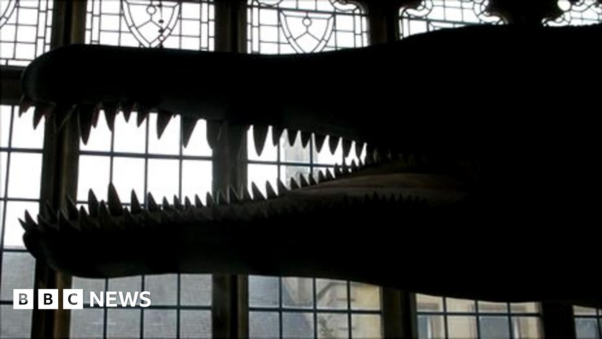 Dorset pliosaur: ‘Most fearsome predator’ unveiled - BBC News