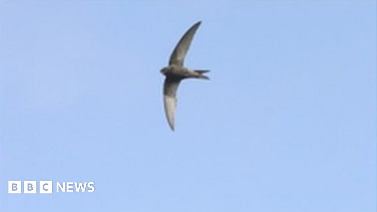 RSPB swift survey tackles falling numbers in London - BBC News