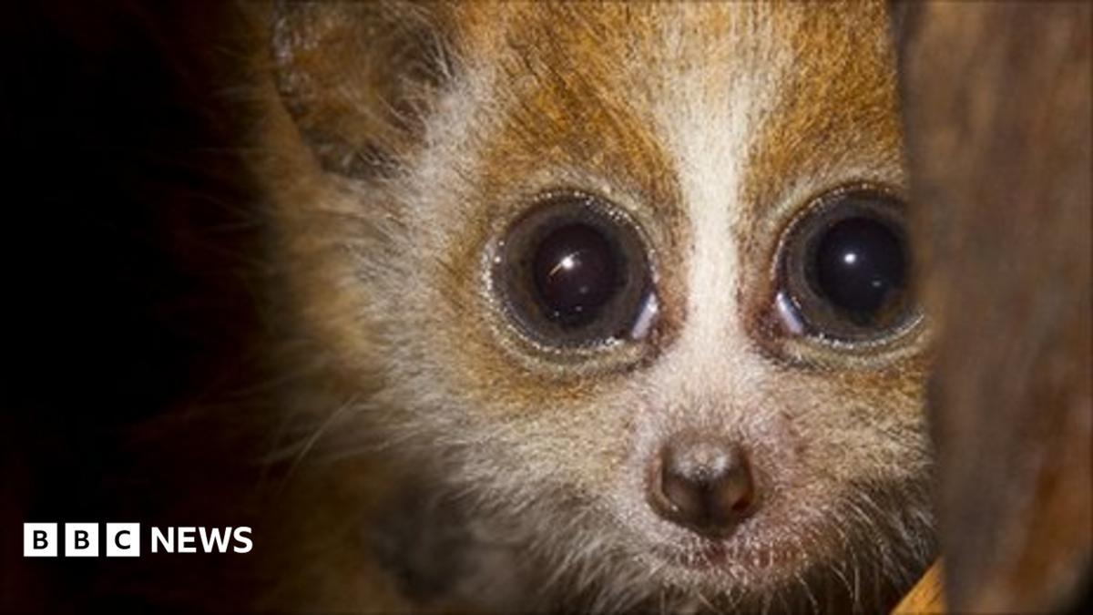Cambridgeshire wildlife park's primates produce young - BBC News