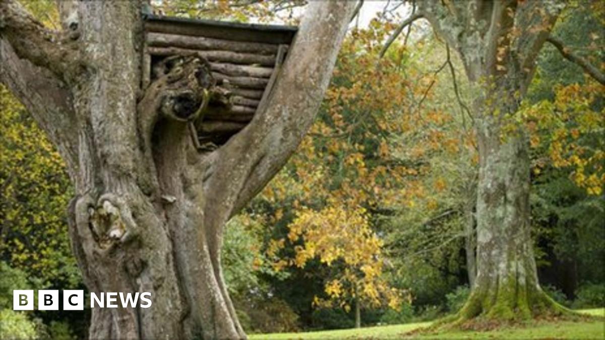 National Trust want new tree house for Plas Newydd - BBC News