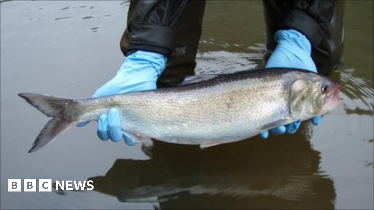 Allis shad returning to Tamar estuary - BBC News