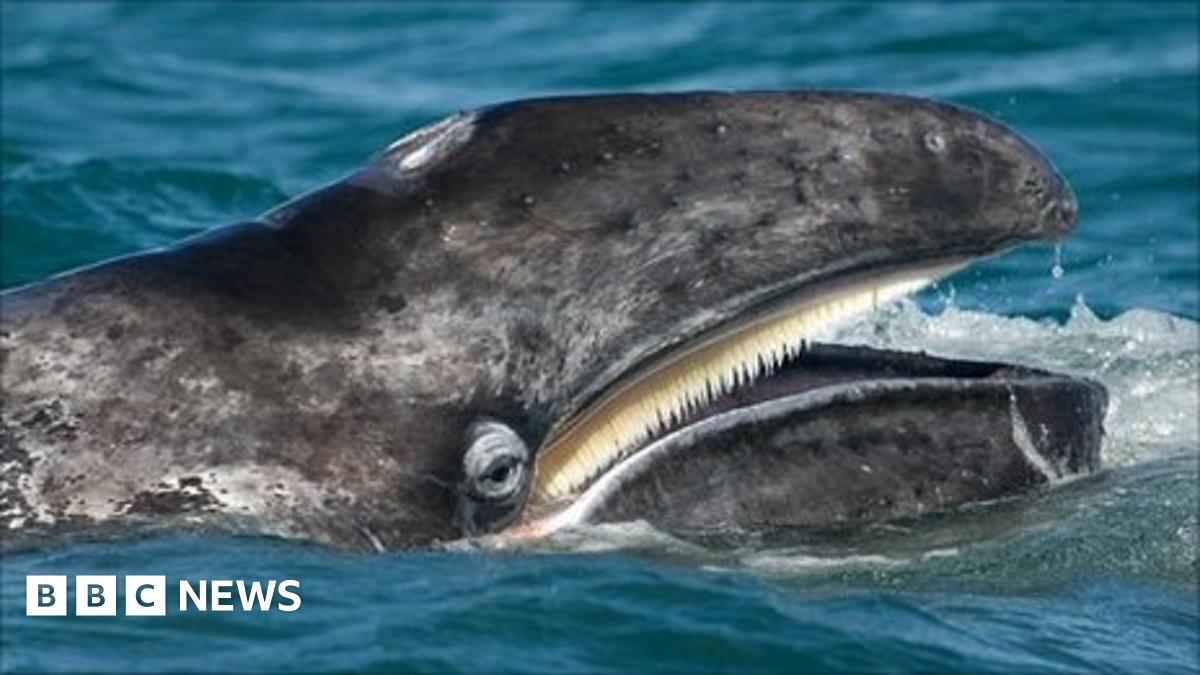 Whales, gas and climate: A gray tale - BBC News