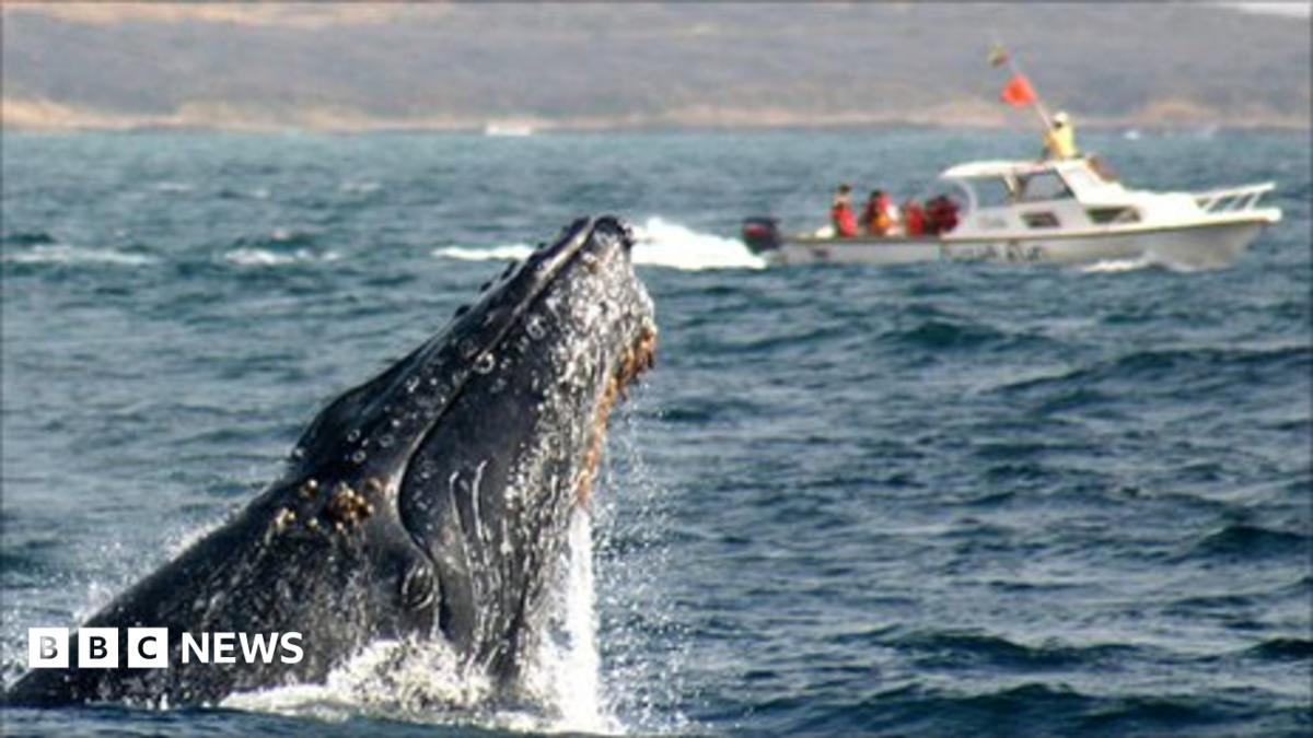 Who, What, Why: Is whale watching harmful to whales? - BBC News