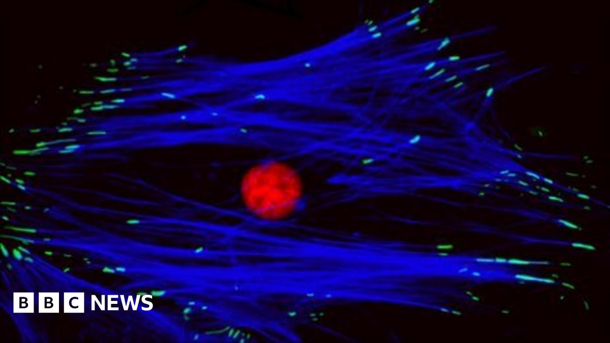 Scientists find 'better way' to grow adult stem cells - BBC News