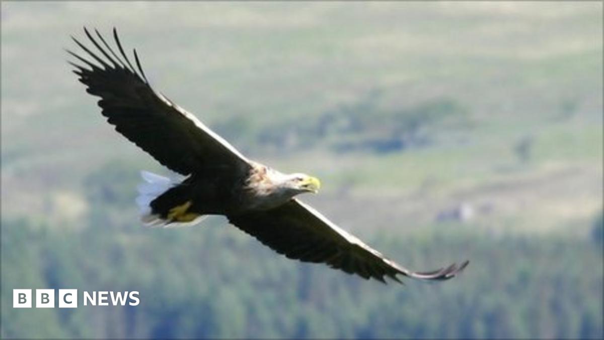 RSPB Scotland sea eagles project secures funding - BBC News