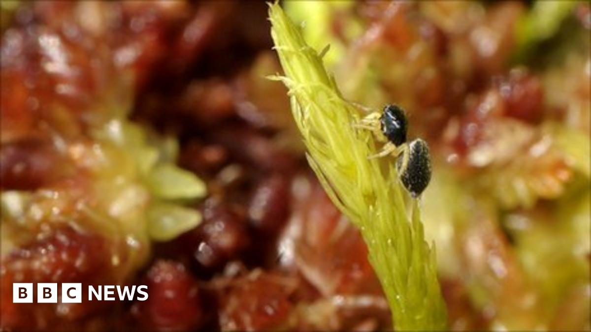 Rare bog spider found at Wester Moss reserve - BBC News