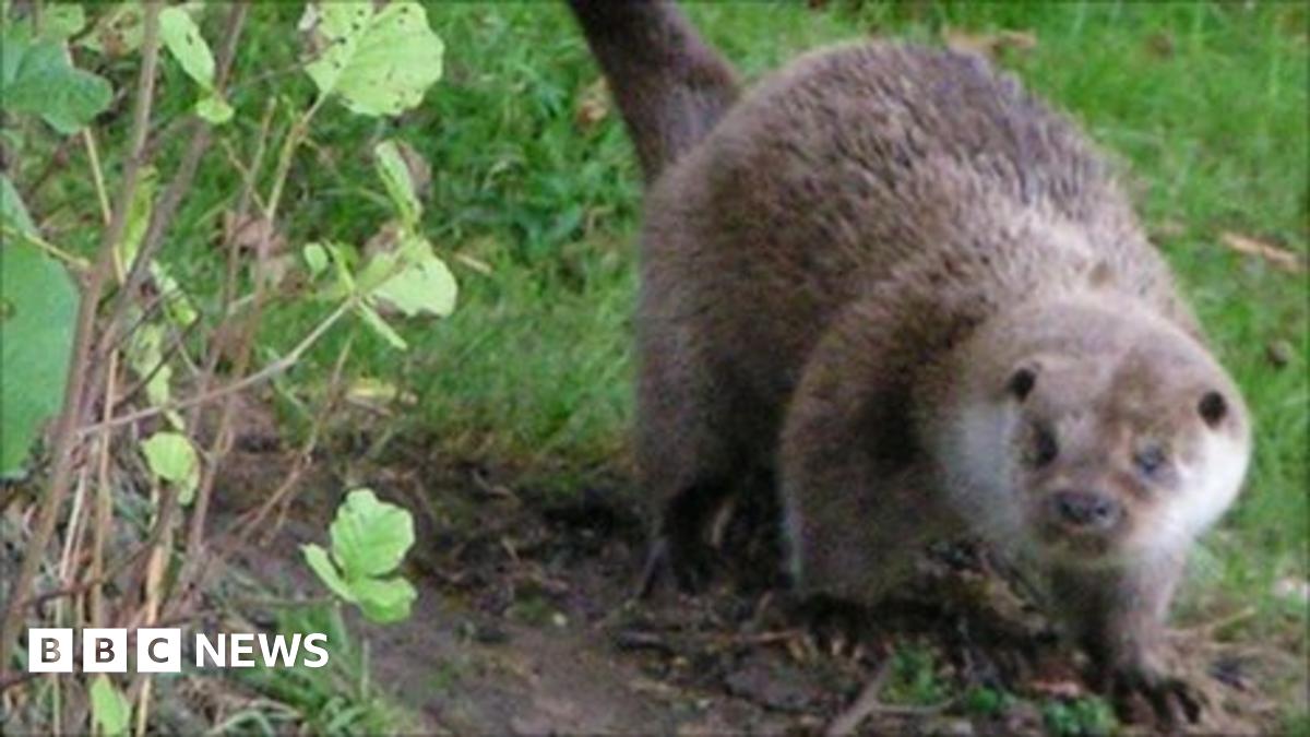 Cardiff University Otter Project roadkill study results - BBC News