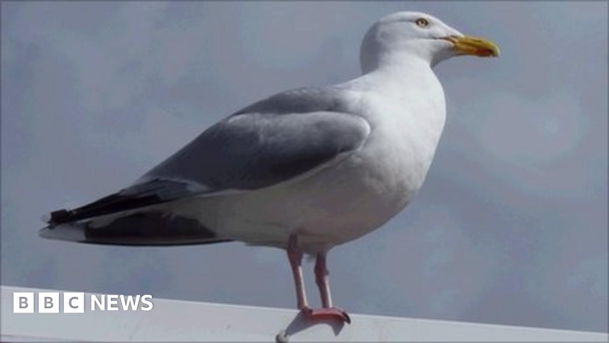RSPCA appeals over Worthing birds 'shot with air rifle' - BBC News