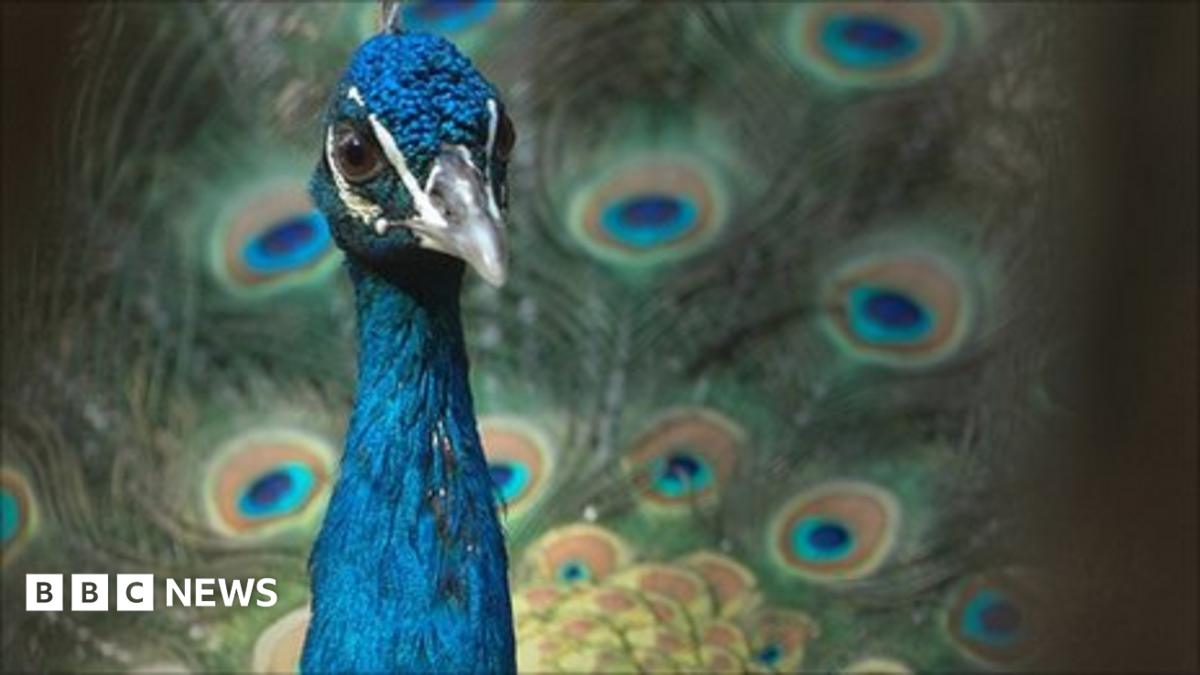 New brood of peacocks to make return to Cardiff Castle - BBC News