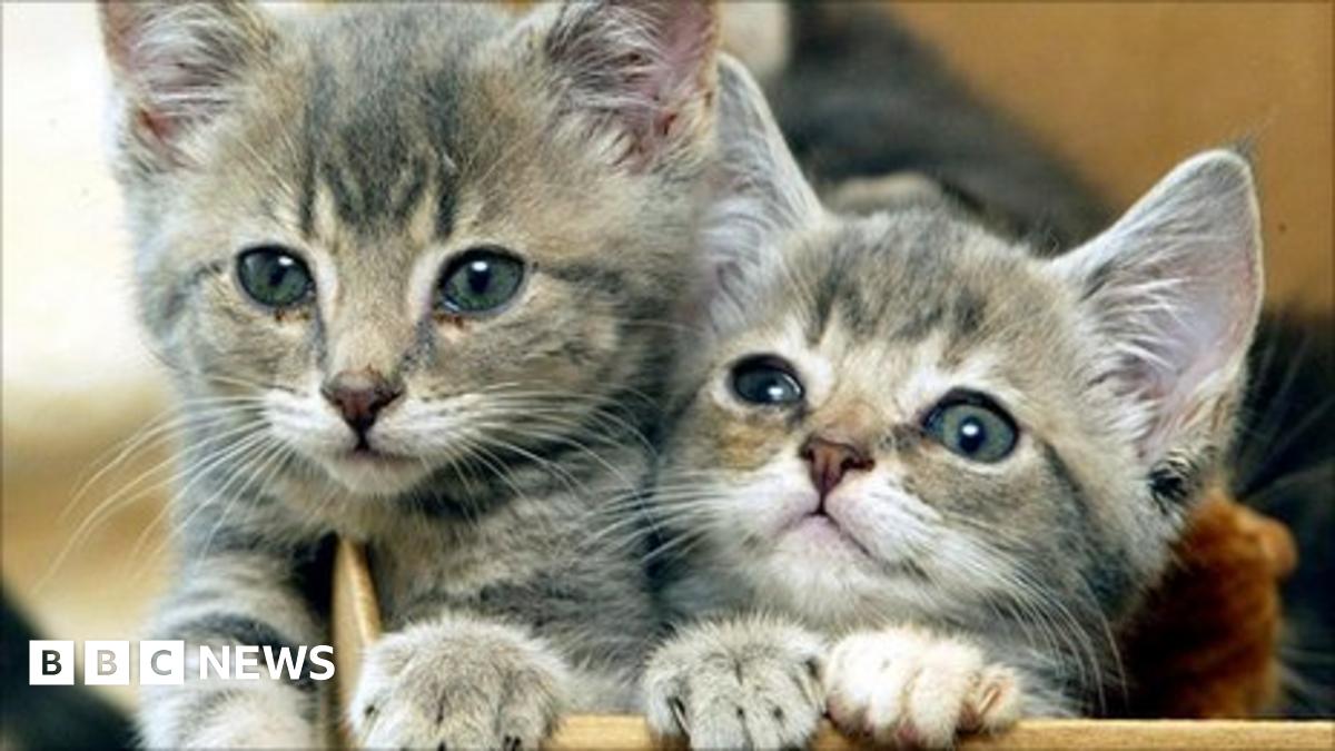 RSPCA Derby has 'record' number of puppies and kittens - BBC News