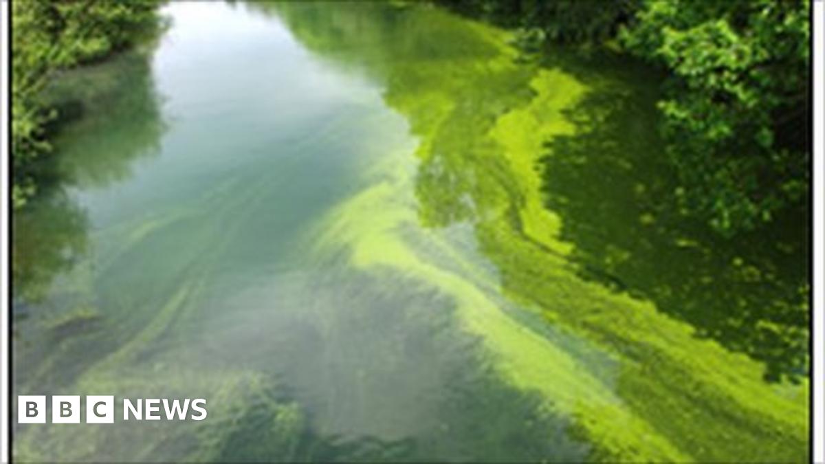 Sample reveals blue-green algae in Northamptonshire lake - BBC News