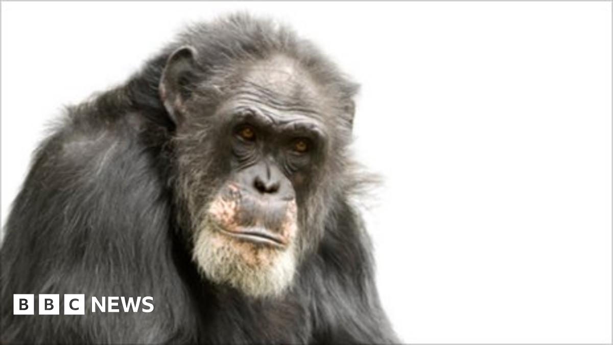 Age-related brain shrinking is unique to humans - BBC News