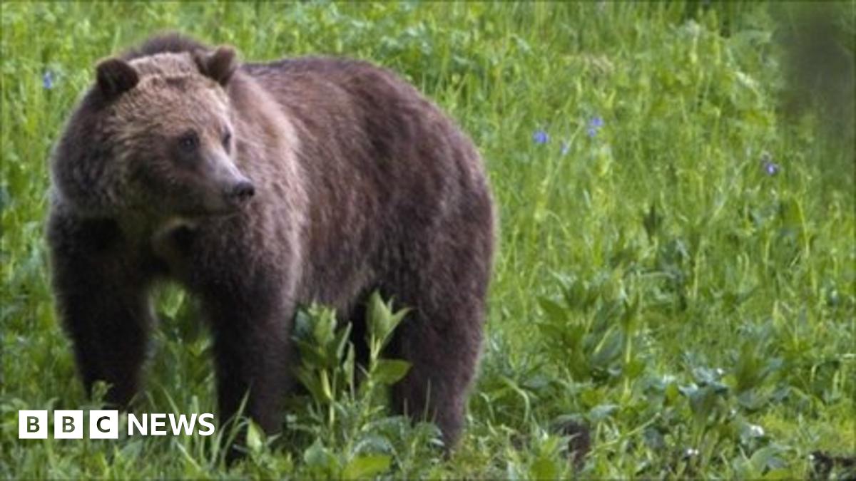 Alaska bear attack leaves teens in serious condition - BBC News