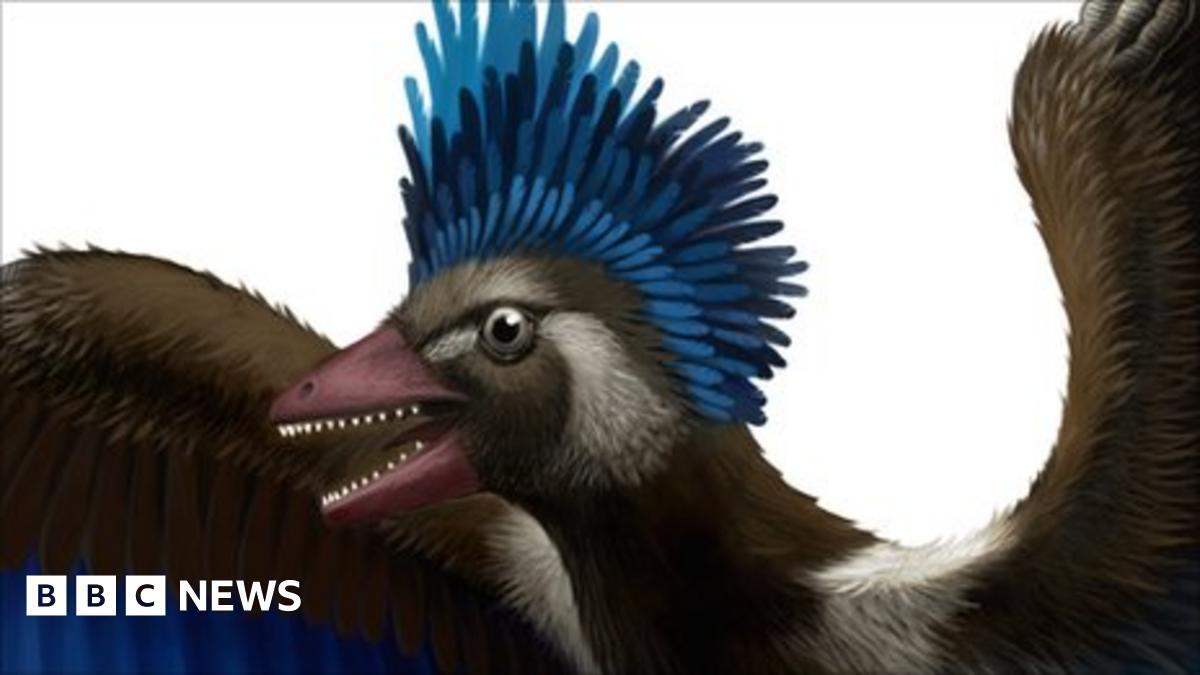 Feathers fly in first bird debate - BBC News