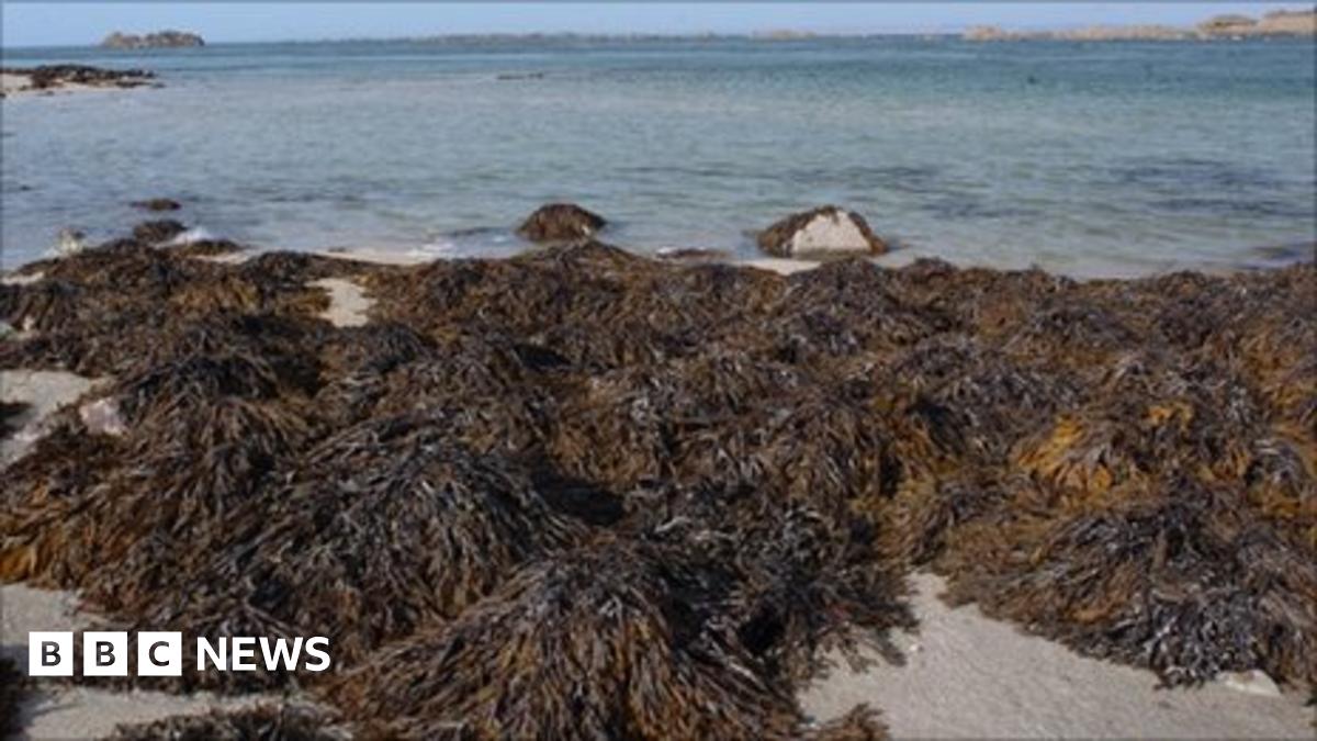 Seaweed survey finds rare sponge off coast of Norfolk - BBC News