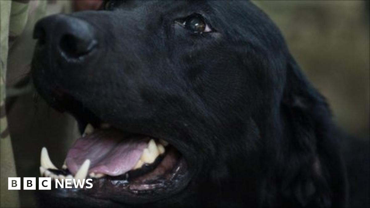 Injured war dog Hobo back on duty after Taliban attack - BBC News