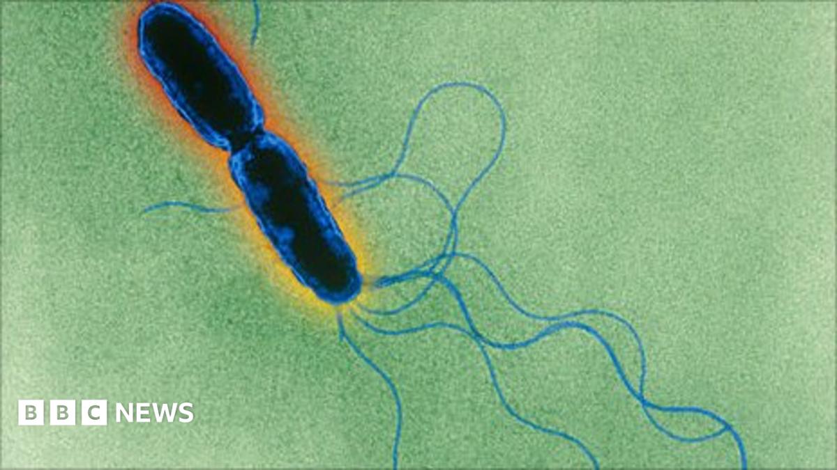 Salmonella superbug on the rise - BBC News