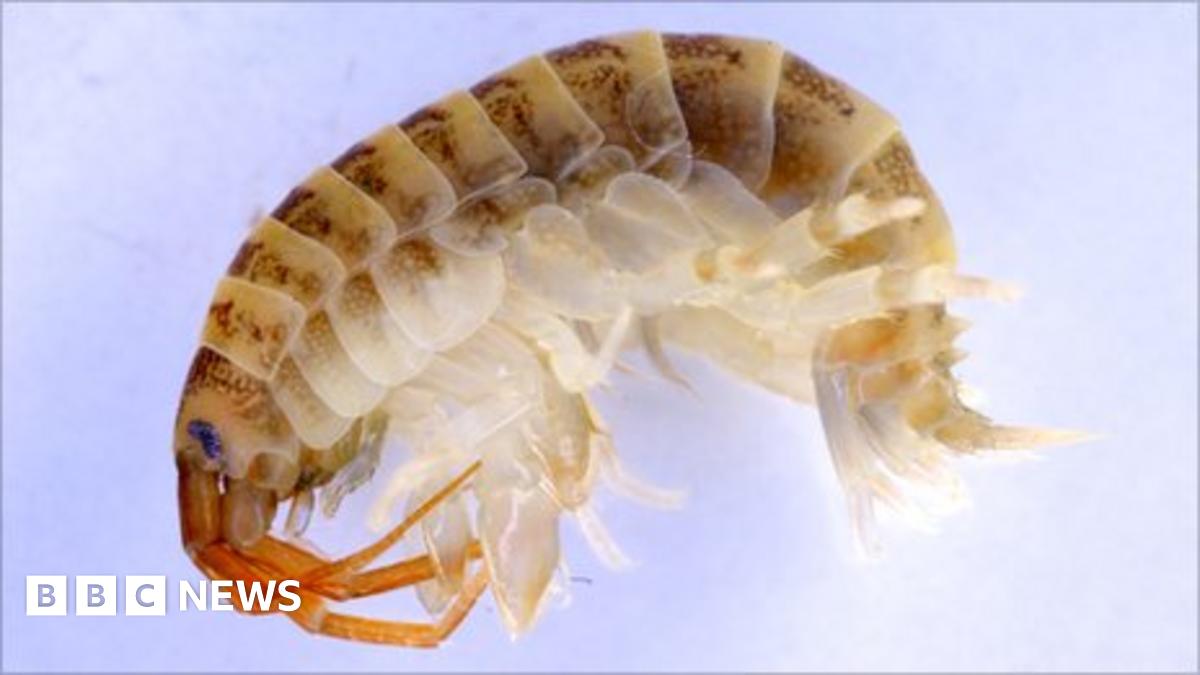 'Killer' shrimps worst alien invader of waterways - BBC News