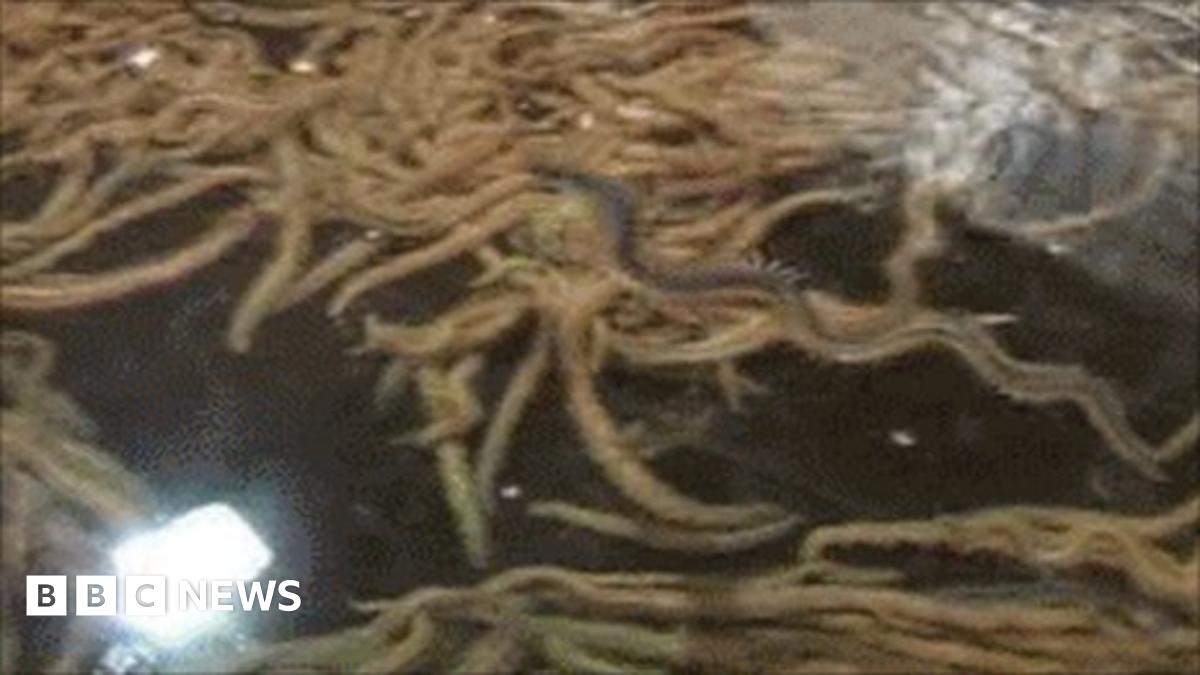 Port Talbot ragworm firm Dragon Feeds in liquidation - BBC News