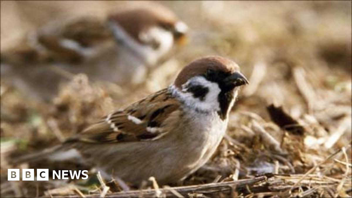 Tree sparrows breeding again on Lewis - BBC News