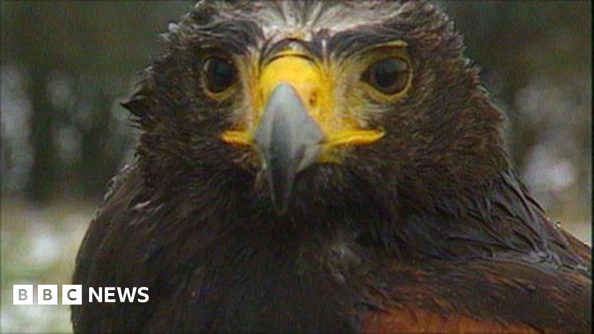 Falcon trader secures export ban - BBC News