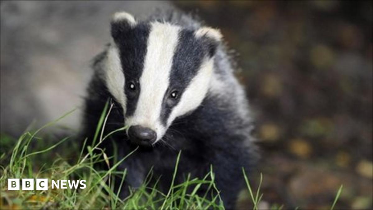 Newmarket Hatchfield Farm badger survey to take place - BBC News